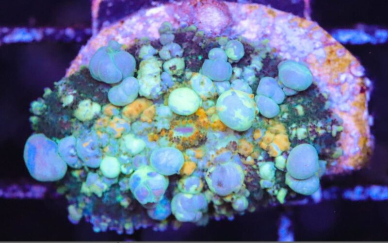 Powerball Bounce Mushroom - Reef Casa