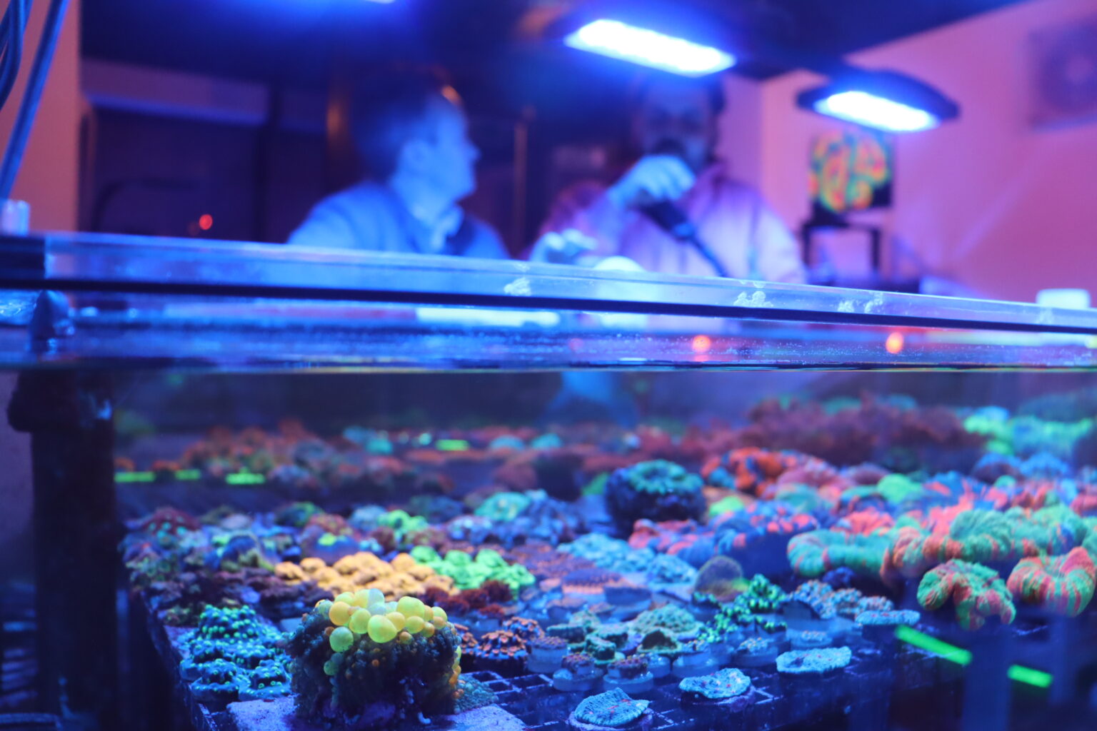 Japan's Best Saltwater Coral & Fish Store - Reef Casa