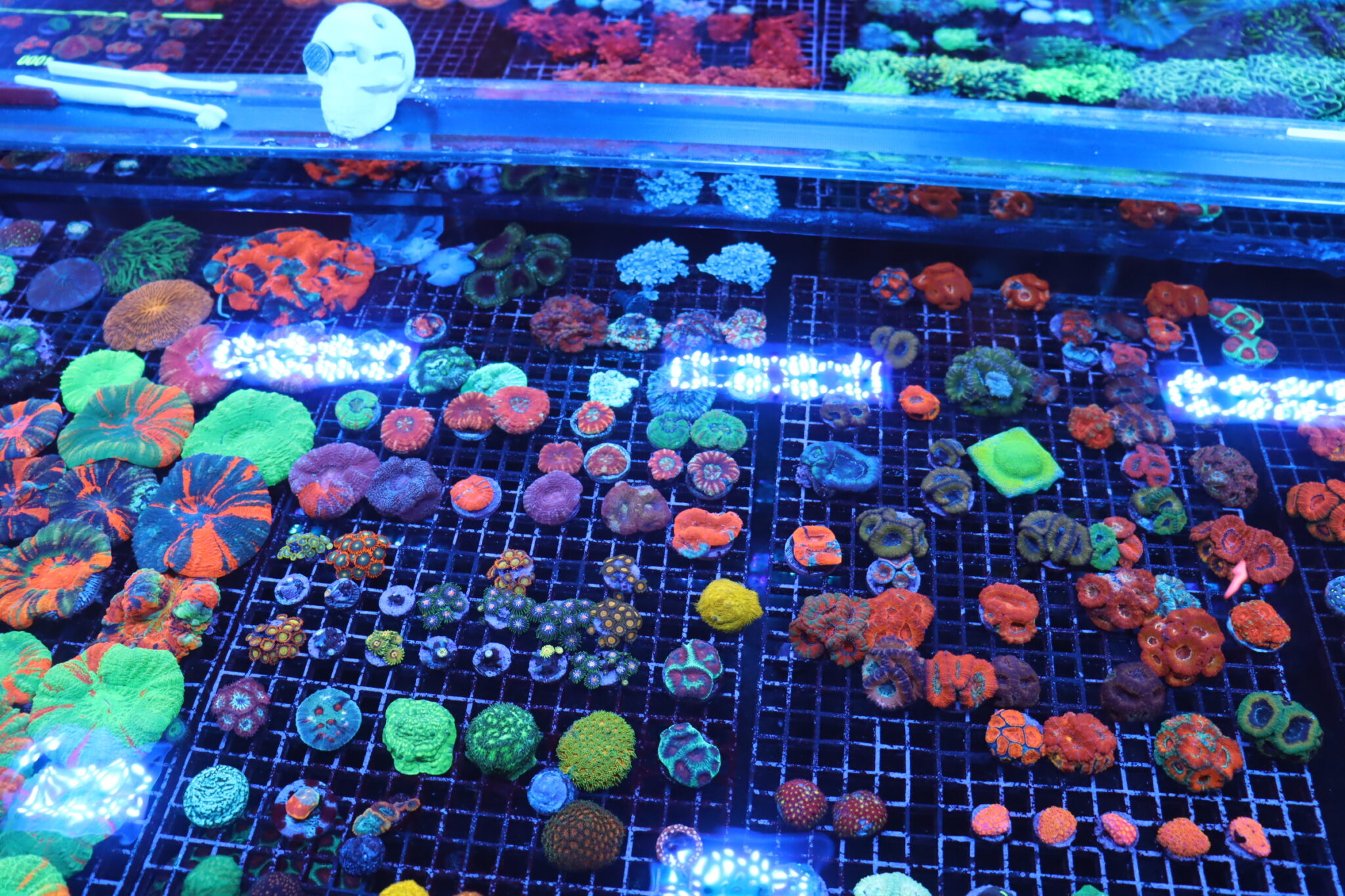 Japan's Best Saltwater Coral & Fish Store - Reef Casa