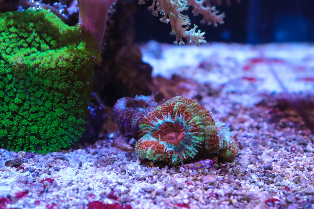 Frag Tank Flow - Reef Casa