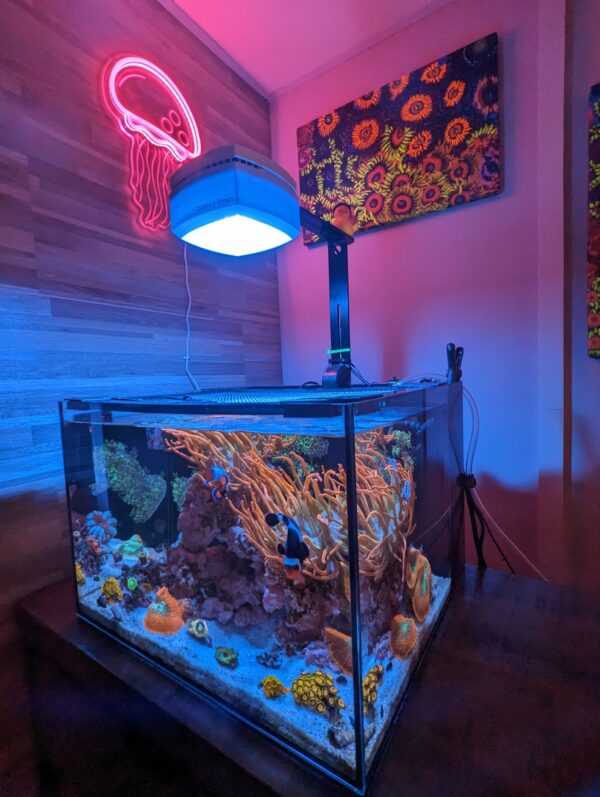 Nano Saltwater Tank - Reef Casa