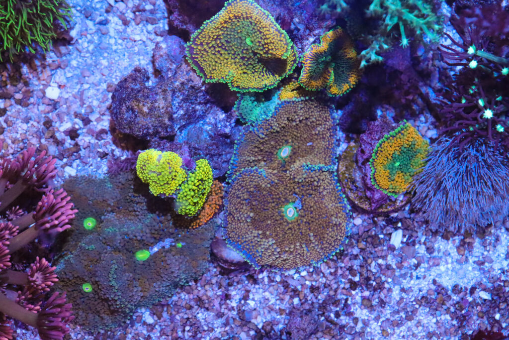 Florida Ricordea - Reef Casa