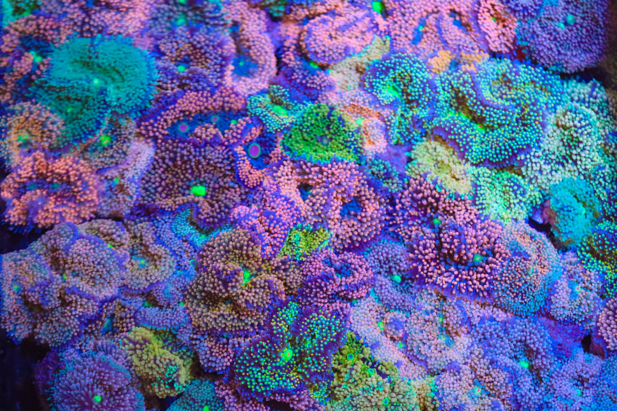 Florida Ricordea - Reef Casa