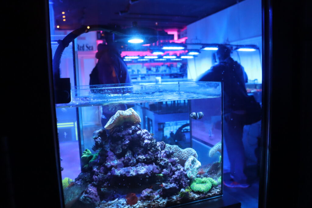 Japan's Best Saltwater Coral & Fish Store - Reef Casa