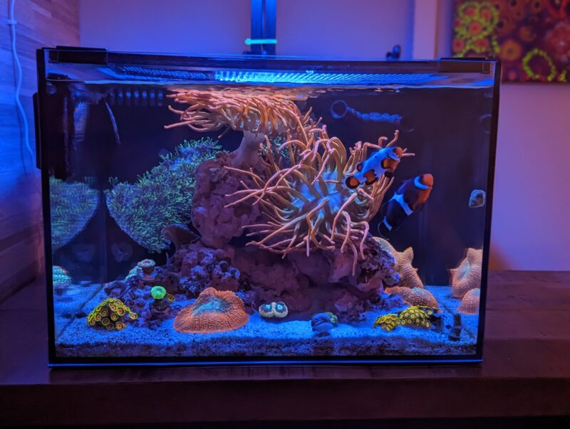Nano Reef Tank With Anemones - Reef Casa