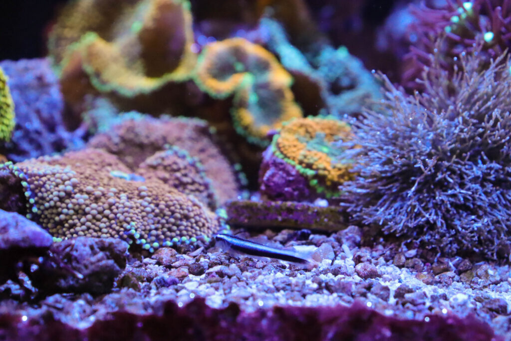 The Nicest Pico Reef Tank - Reef Casa