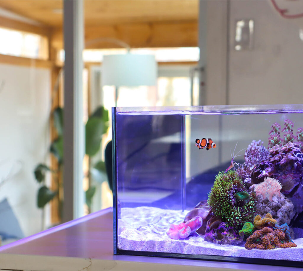 Nano Saltwater Tank - Reef Casa
