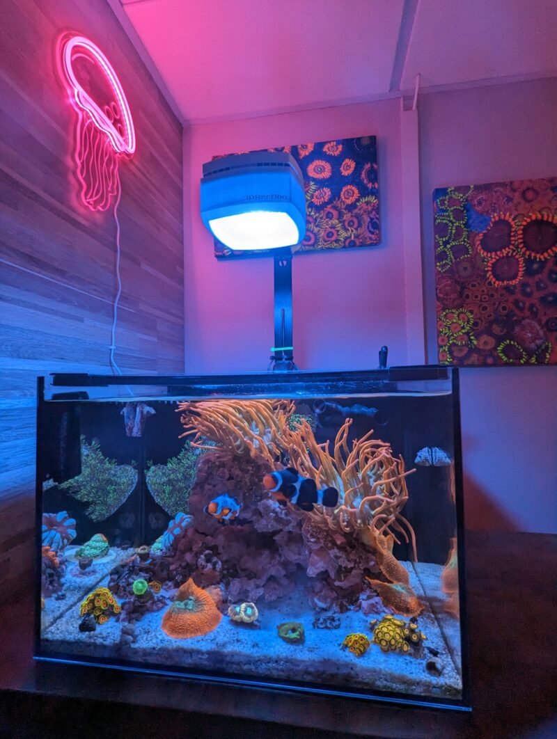Nano Reef Tank Inspiration - Reef Casa