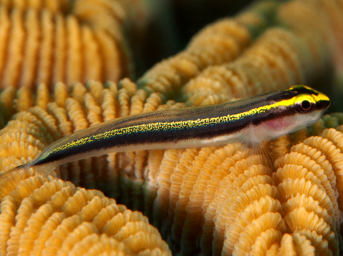Sharknose Goby - Reef Casa