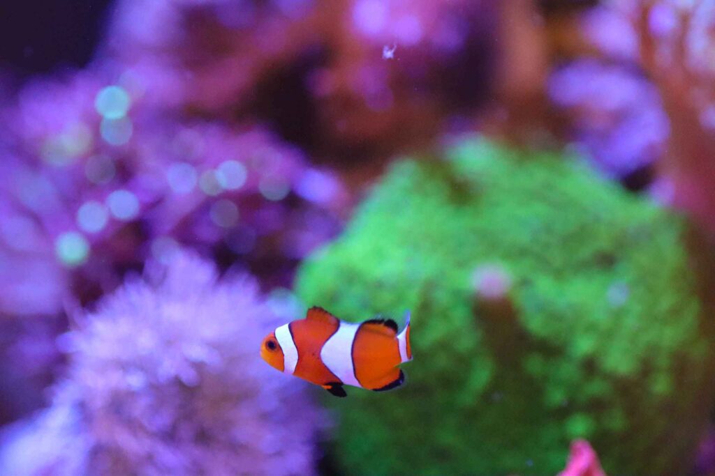 Small Clownfish - Reef Casa