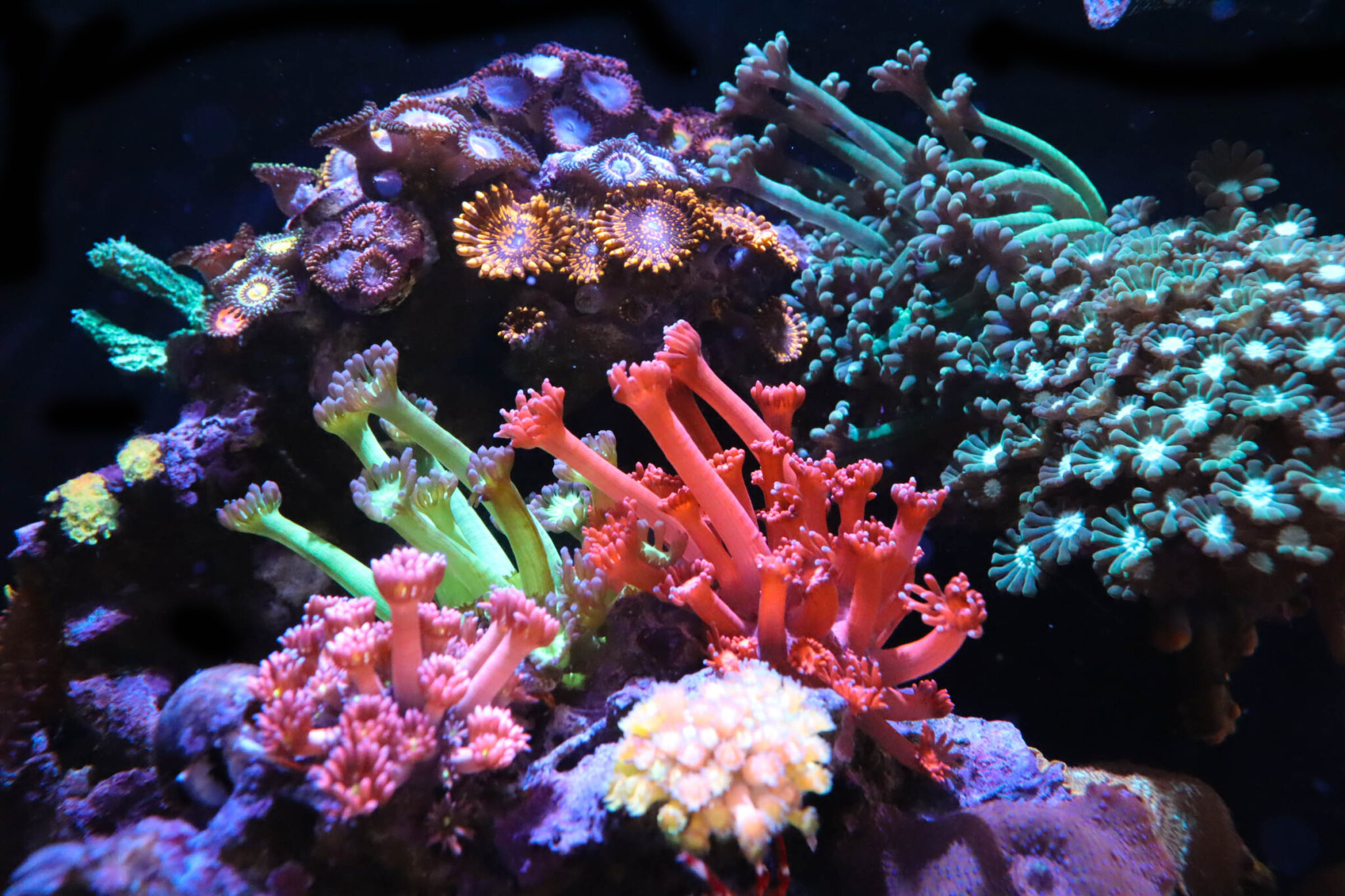 Saltwater Aquarium Kits - Reef Casa