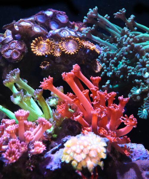 Studio 12 Saltwater Aquarium Kit - Reef Casa