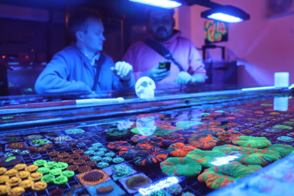 Japan's Best Saltwater Coral & Fish Store - Reef Casa