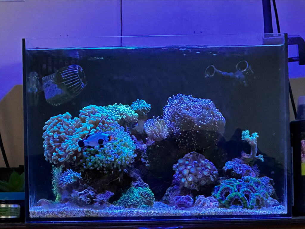 Reef Casa Studio 12 With AI Prime - Reef Casa