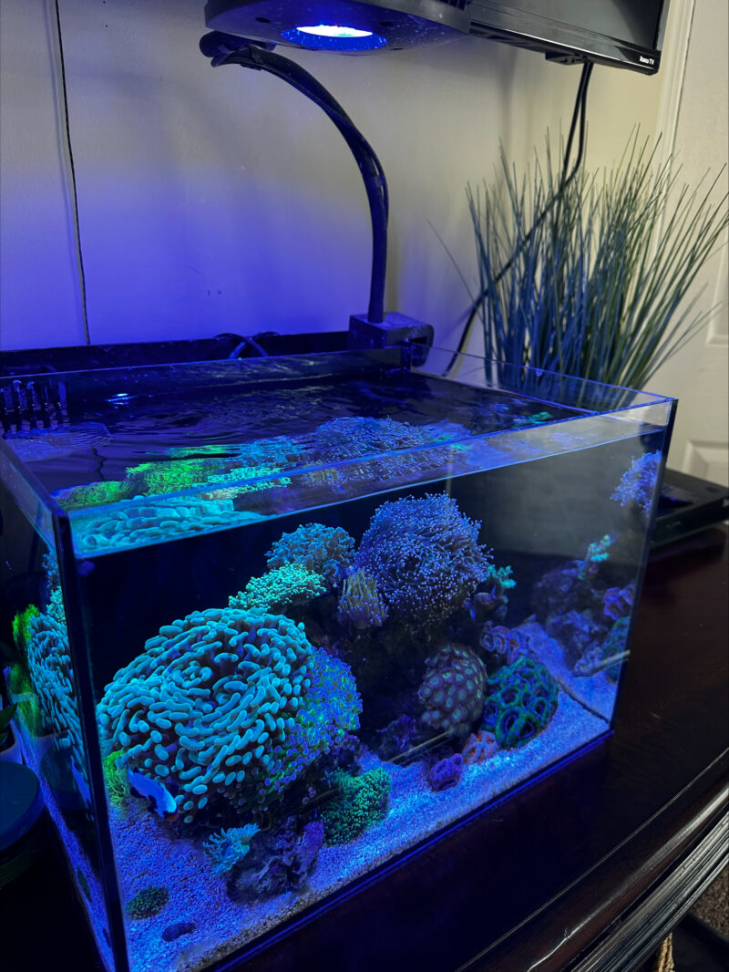 Reef Casa Studio 12 With AI Prime - Reef Casa