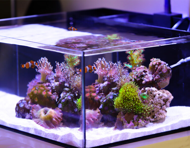 Pico Reef Tank - Reef Casa