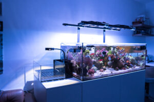 What Is A Frag Tank For? - Reef Casa
