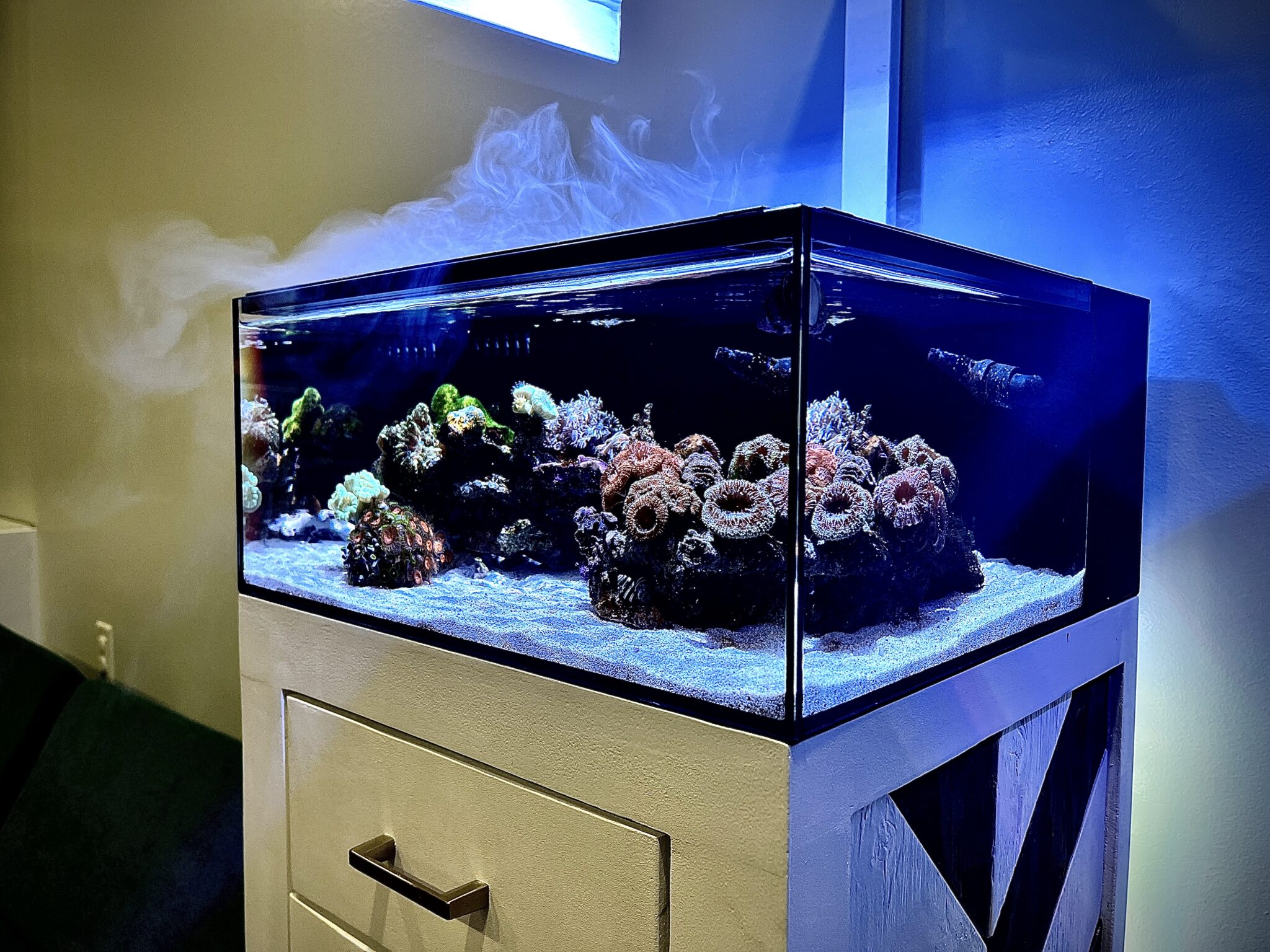 Dustin's Flat 6 Pico Reef Tank Update - Reef Casa