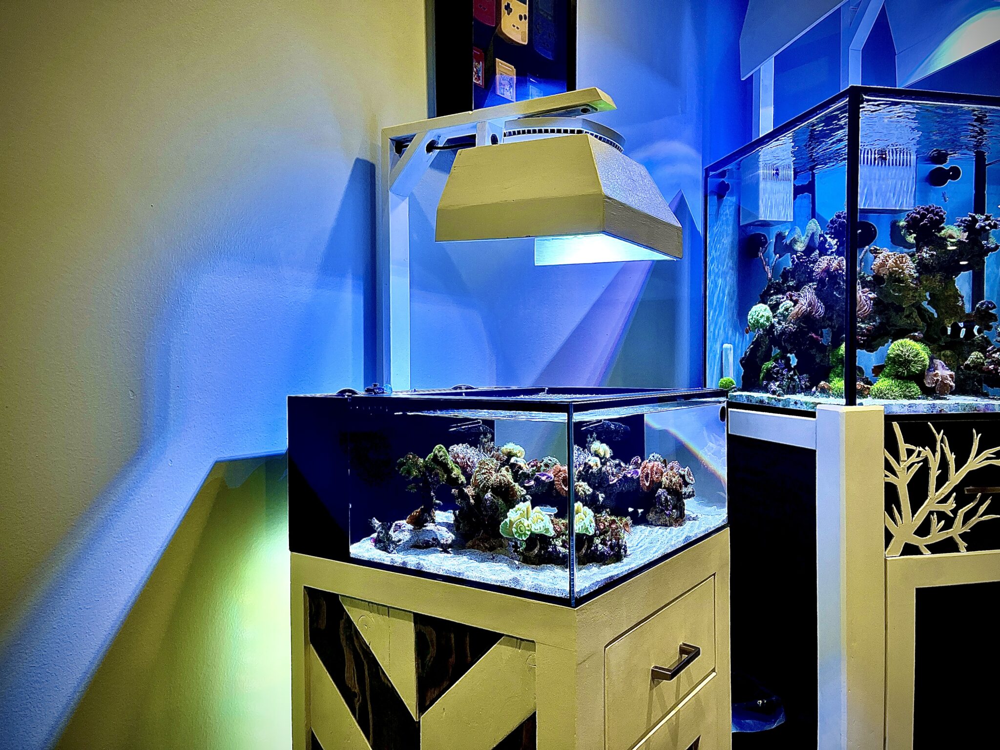 Dustin's Flat 6 Pico Reef Tank Update - Reef Casa