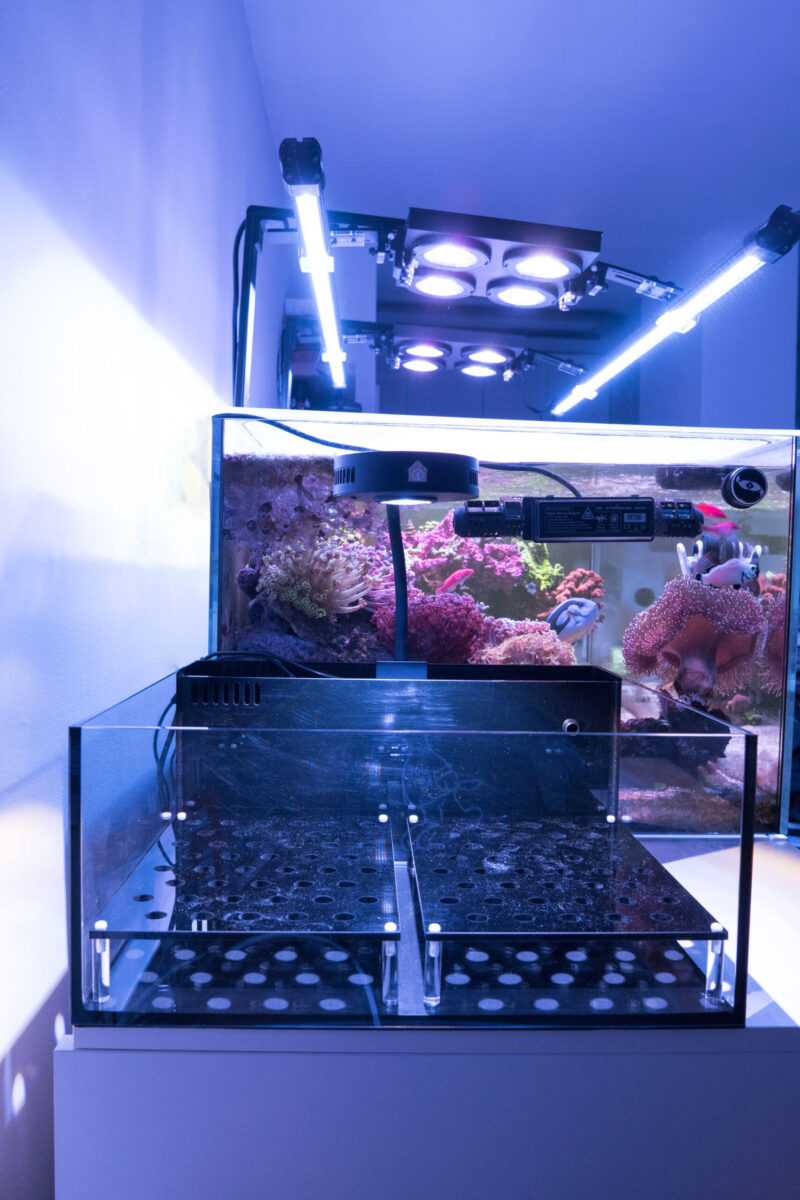 The best frag tank - Reef Casa