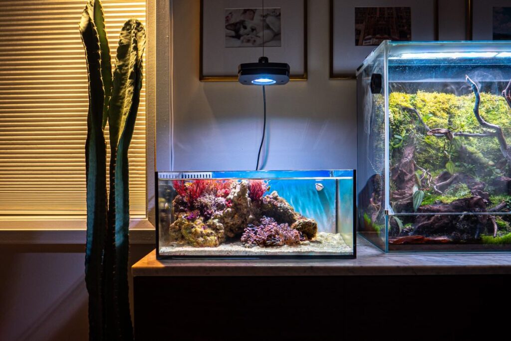 Pico Reef Tank - Reef Casa
