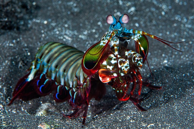 The Ultimate Mantis Shrimp Pet Guide - Reef Casa
