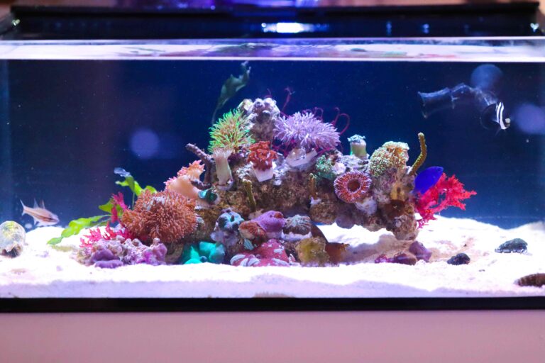 Nano Reef Tank Inspiration - Reef Casa