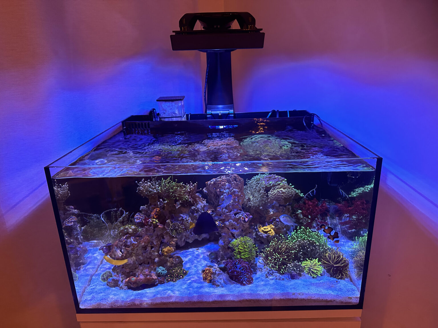Nano Reef Tank Inspiration - Reef Casa