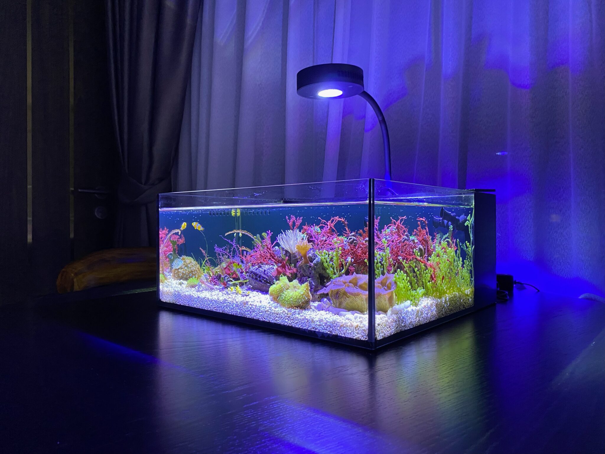 Nano Reef Tank Inspiration - Reef Casa