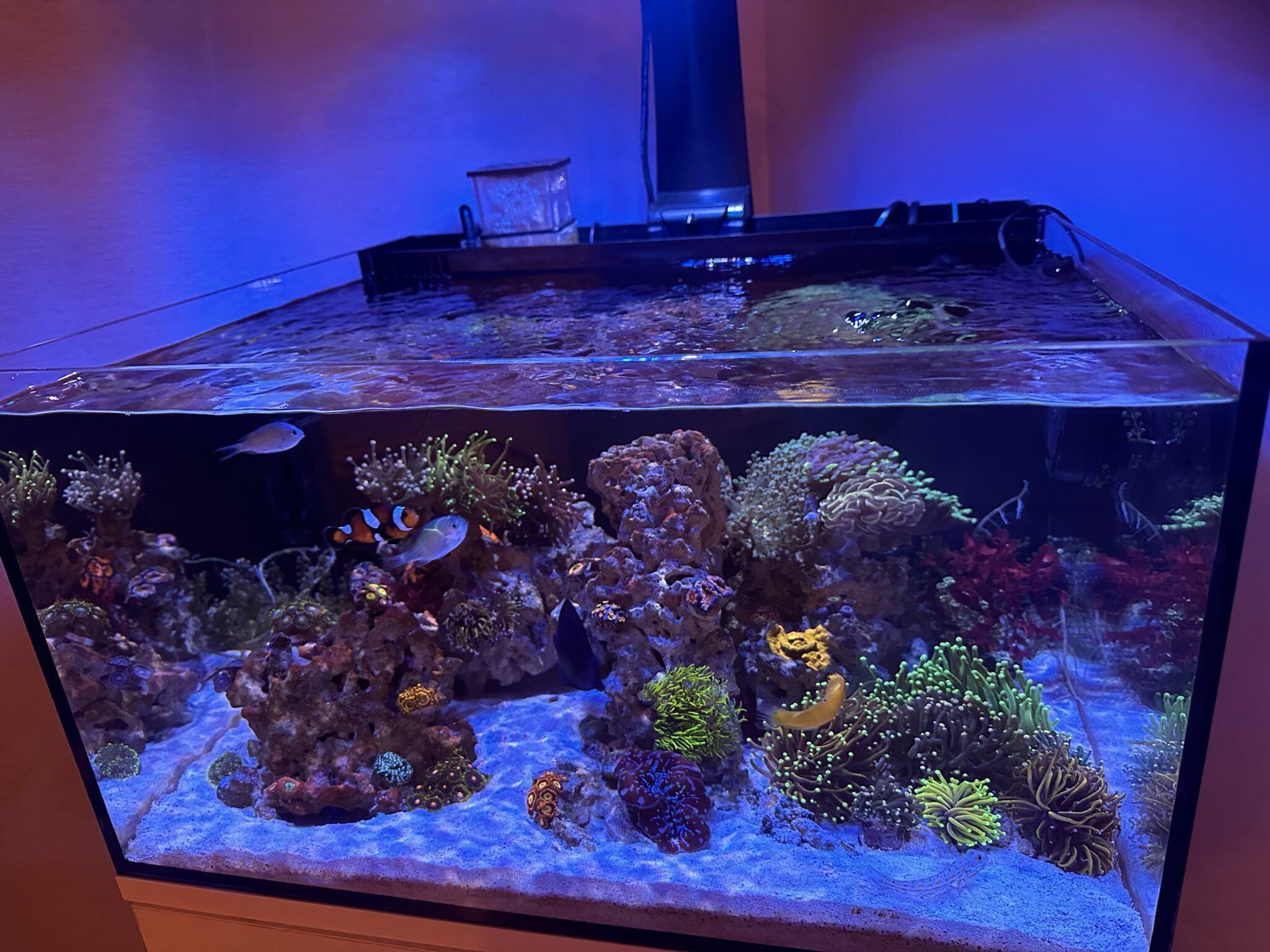 24 Gallon Reef Tank - Reef Casa