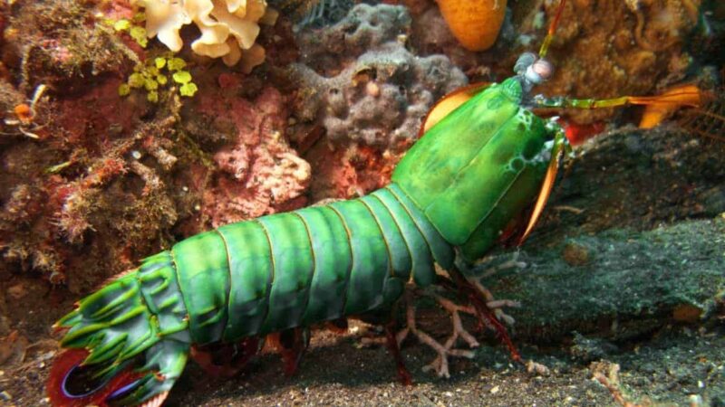 The Ultimate Mantis Shrimp Pet Guide - Reef Casa