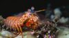 The Ultimate Mantis Shrimp Pet Guide - Reef Casa