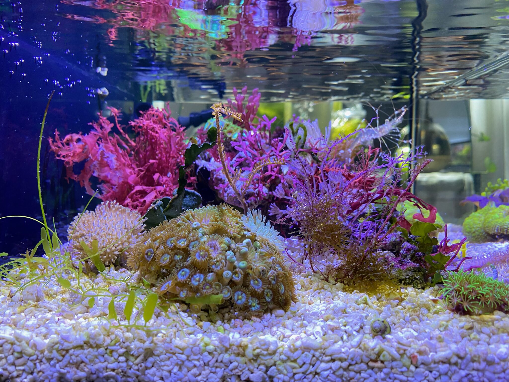_ichistarium_ Pico Reef Tank - Reef Casa