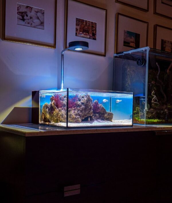 Alex Scapes Planted Saltwater Aquarium - Reef Casa