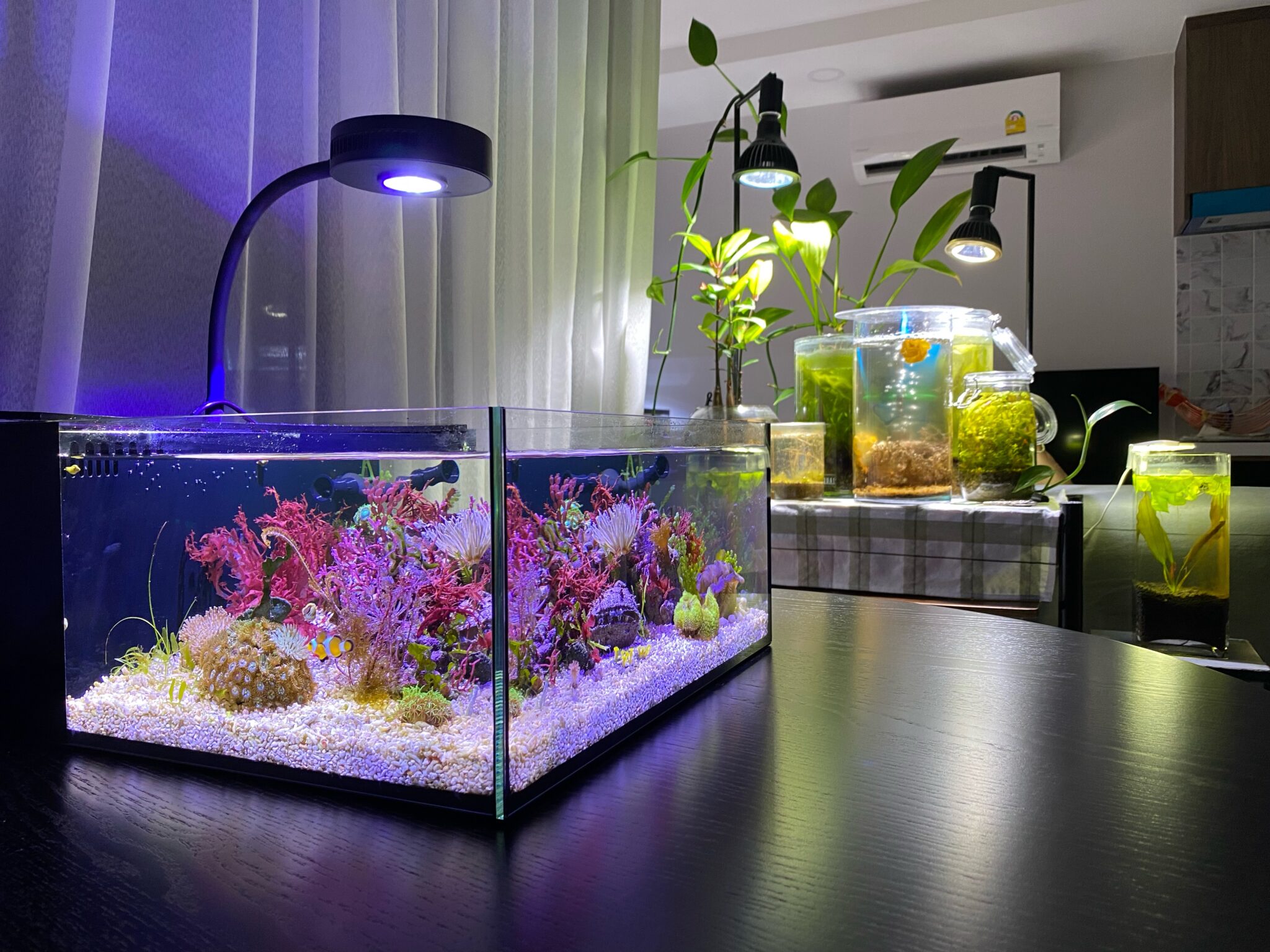 Pico Aquariums Archives - Reef Casa