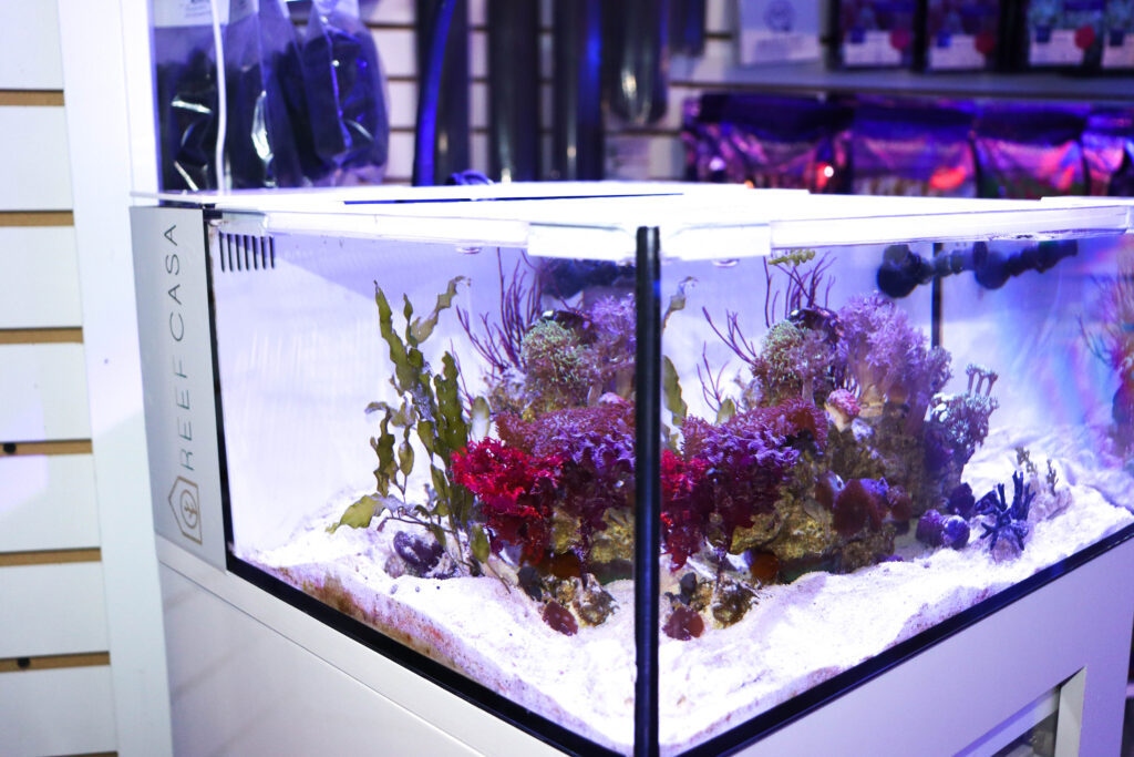 Pico Reef Tank - Reef Casa