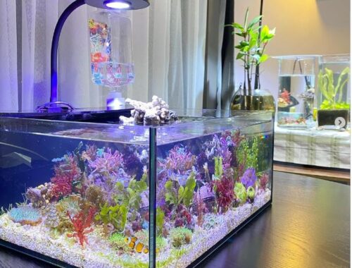 Pico Reef Tank - Reef Casa