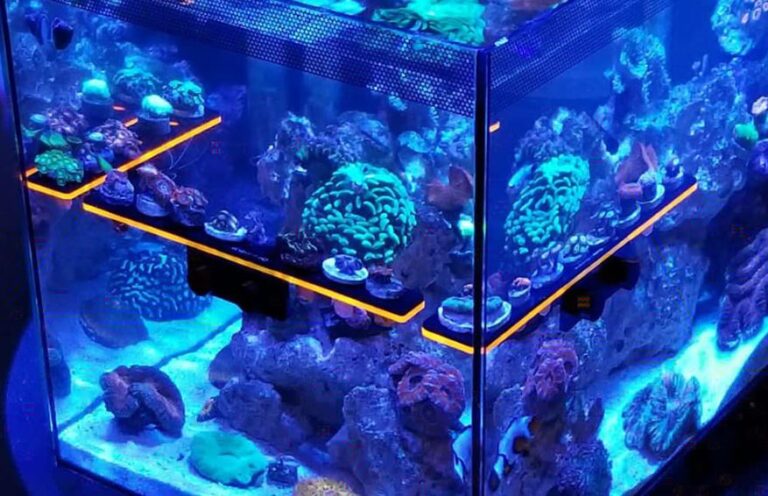 What Is A Frag Tank For? - Reef Casa