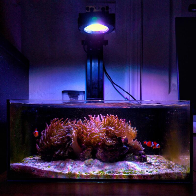 Pico Reef Tank With Anemones - Reef Casa