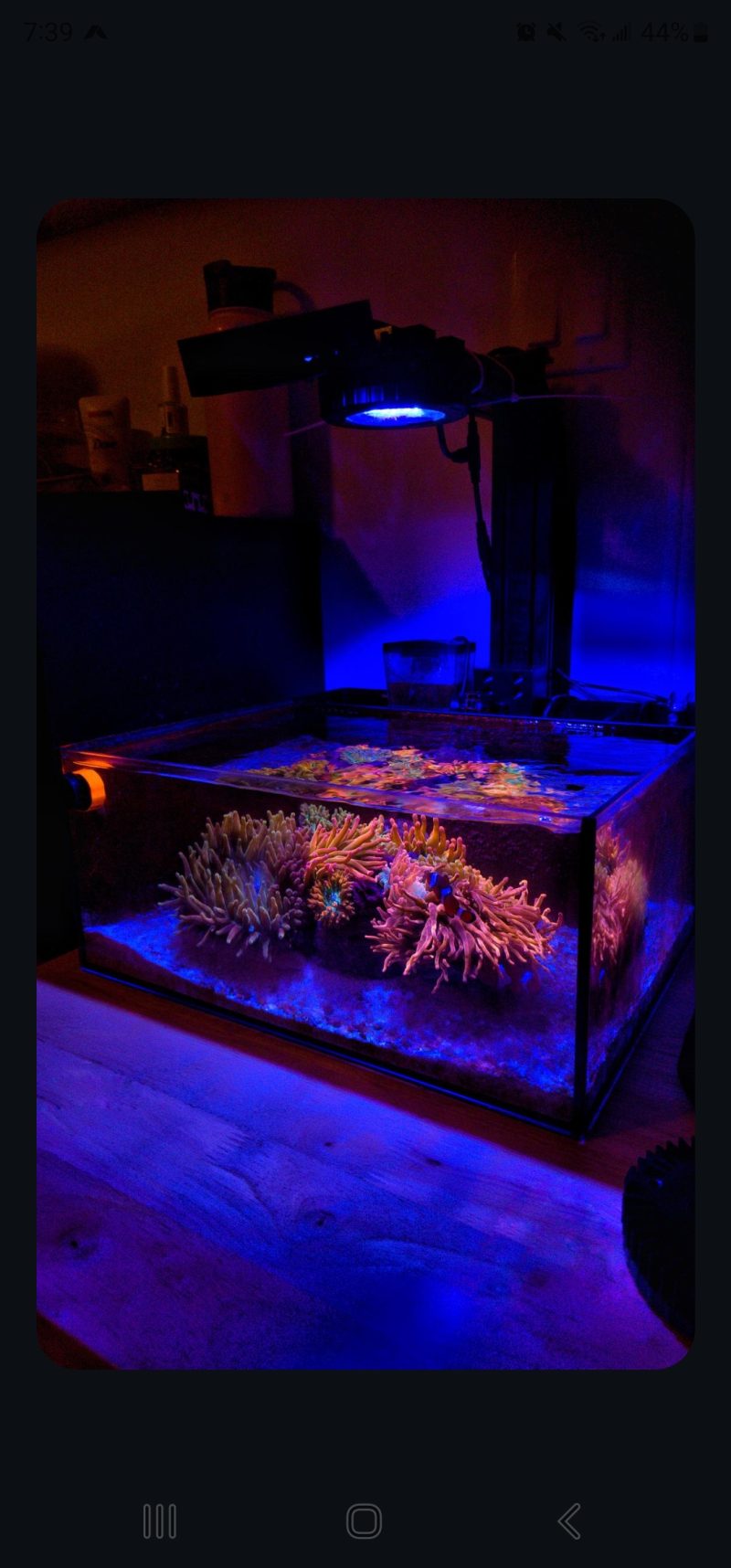 Reef Casa Pico Reef Tank With Anemones - Reef Casa