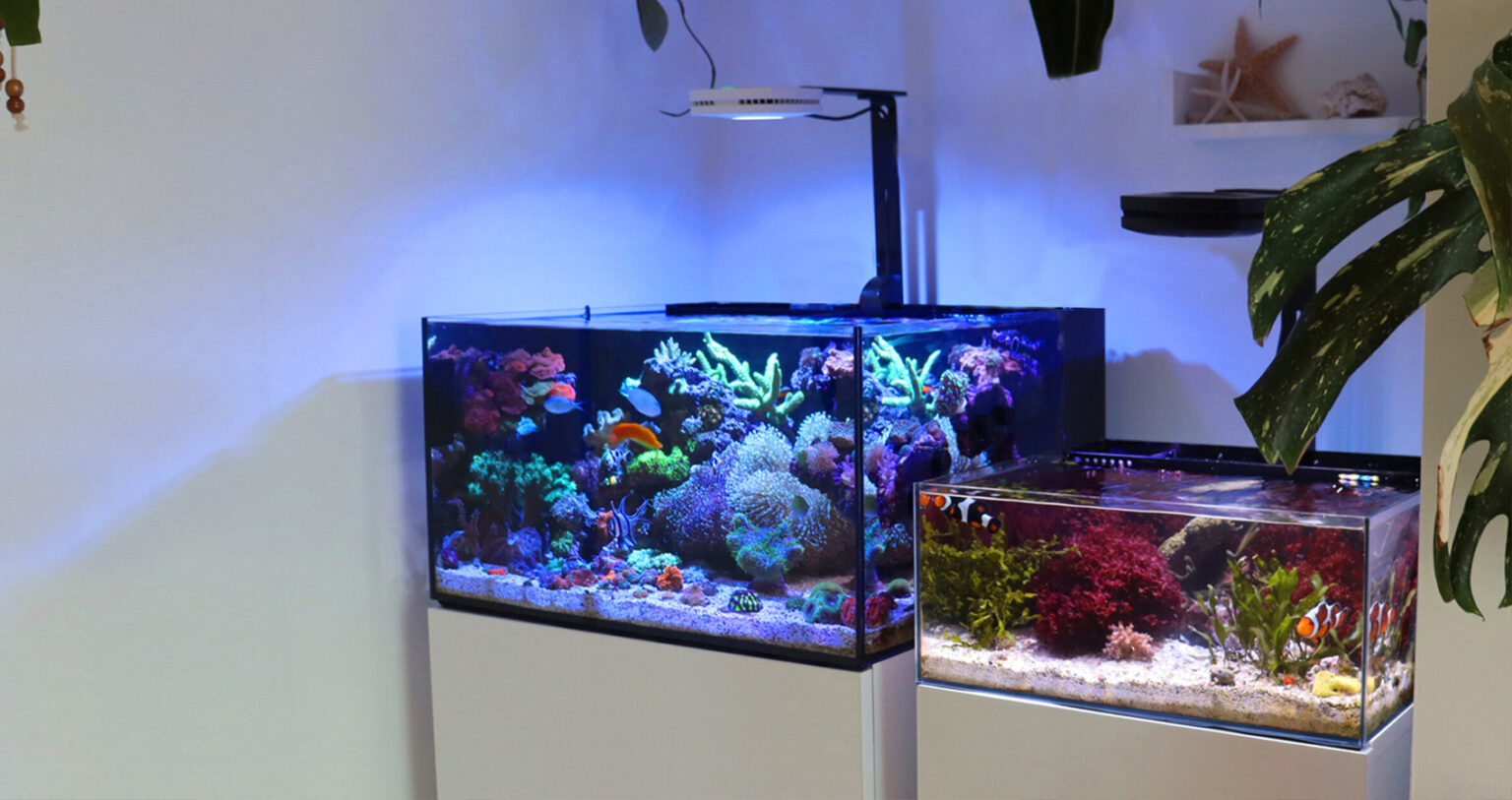 Nano Saltwater Tank - Reef Casa