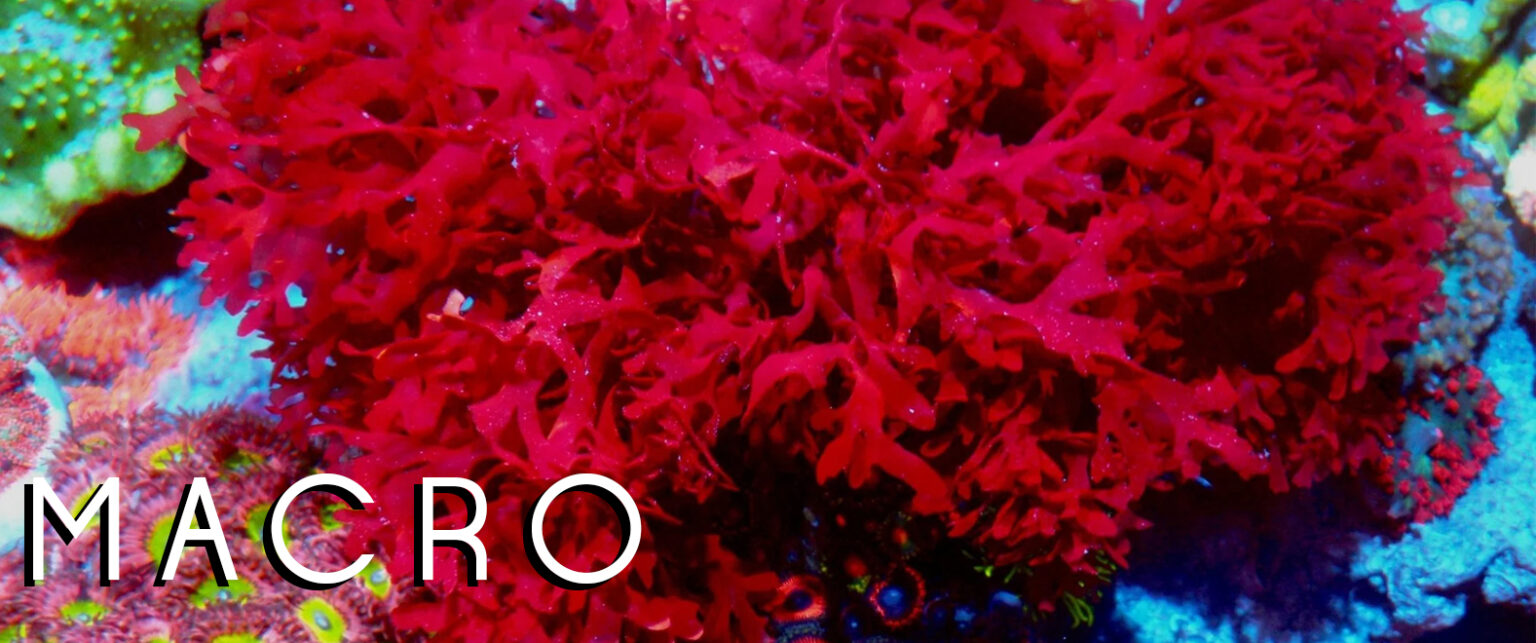 Macro Algae's - Reef Casa