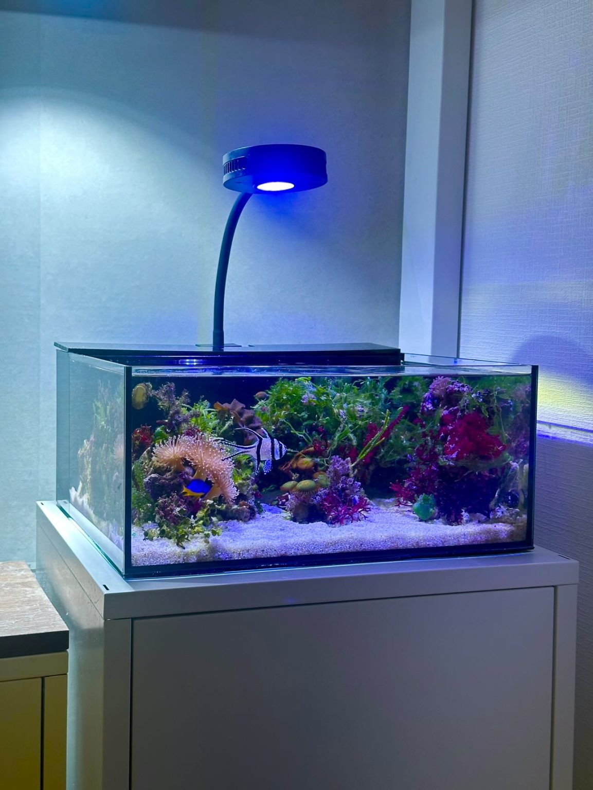 Acco's Beautiful Pico 6 Gallon Aquarium - Reef Casa