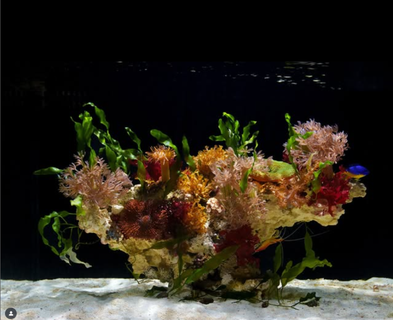 Courtney's Macro Algae Display Tank - Reef Casa